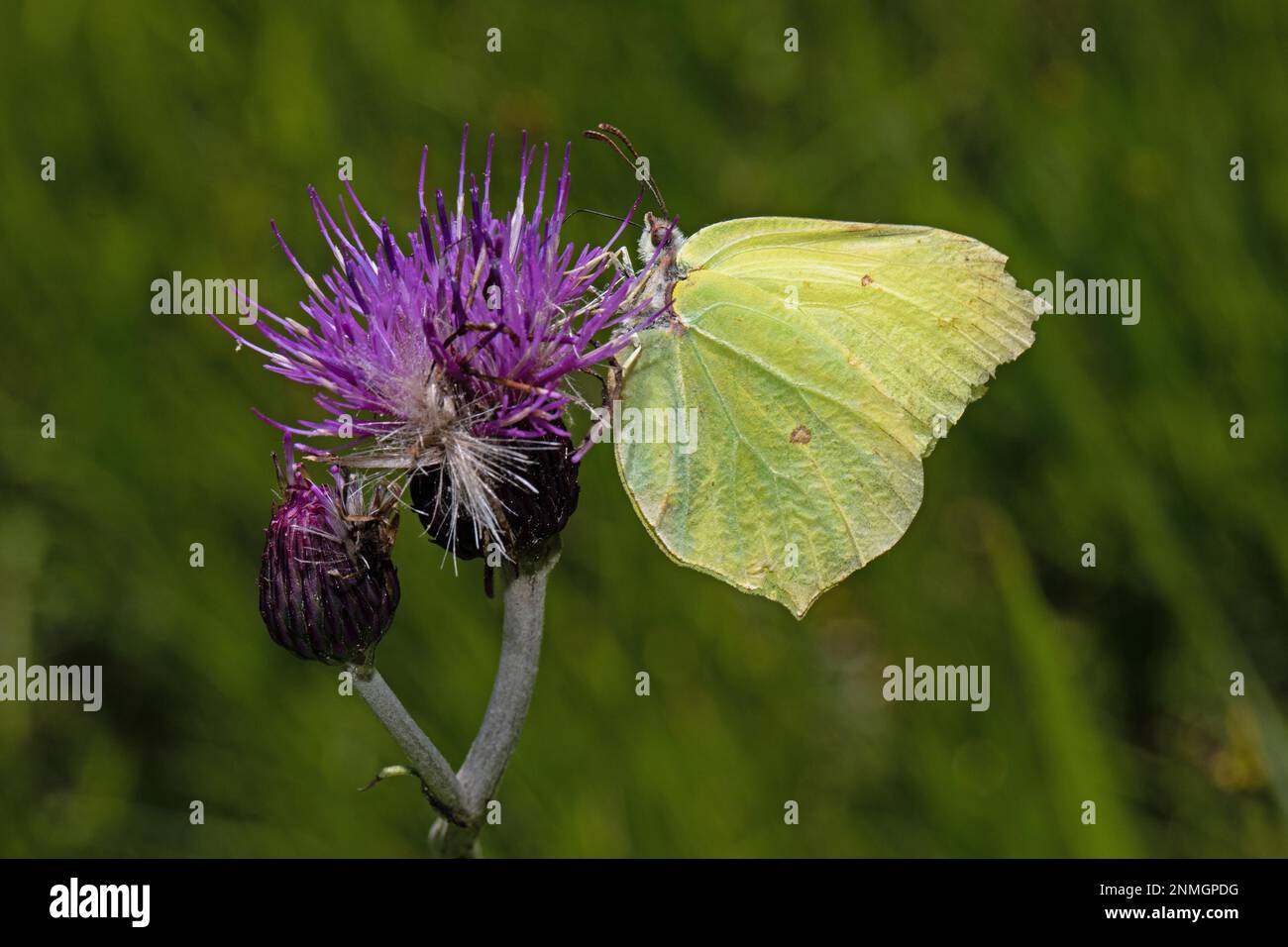 Lemon butterfly butterfly with closed wings hanging on purple flower ...