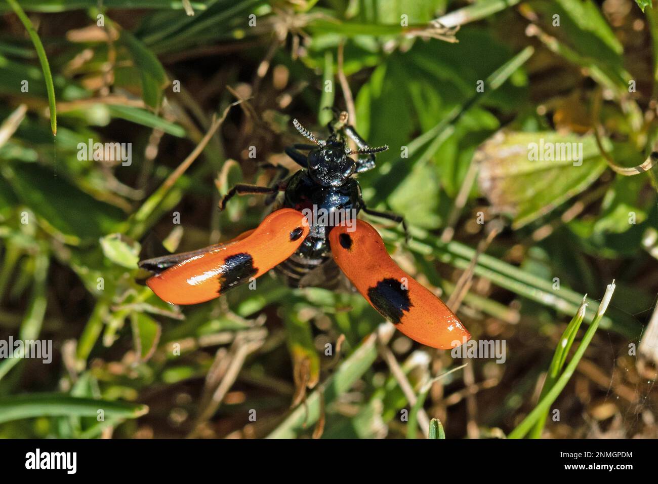 Ant sac beetle with open wings hanging on a blade of grass from behind ...