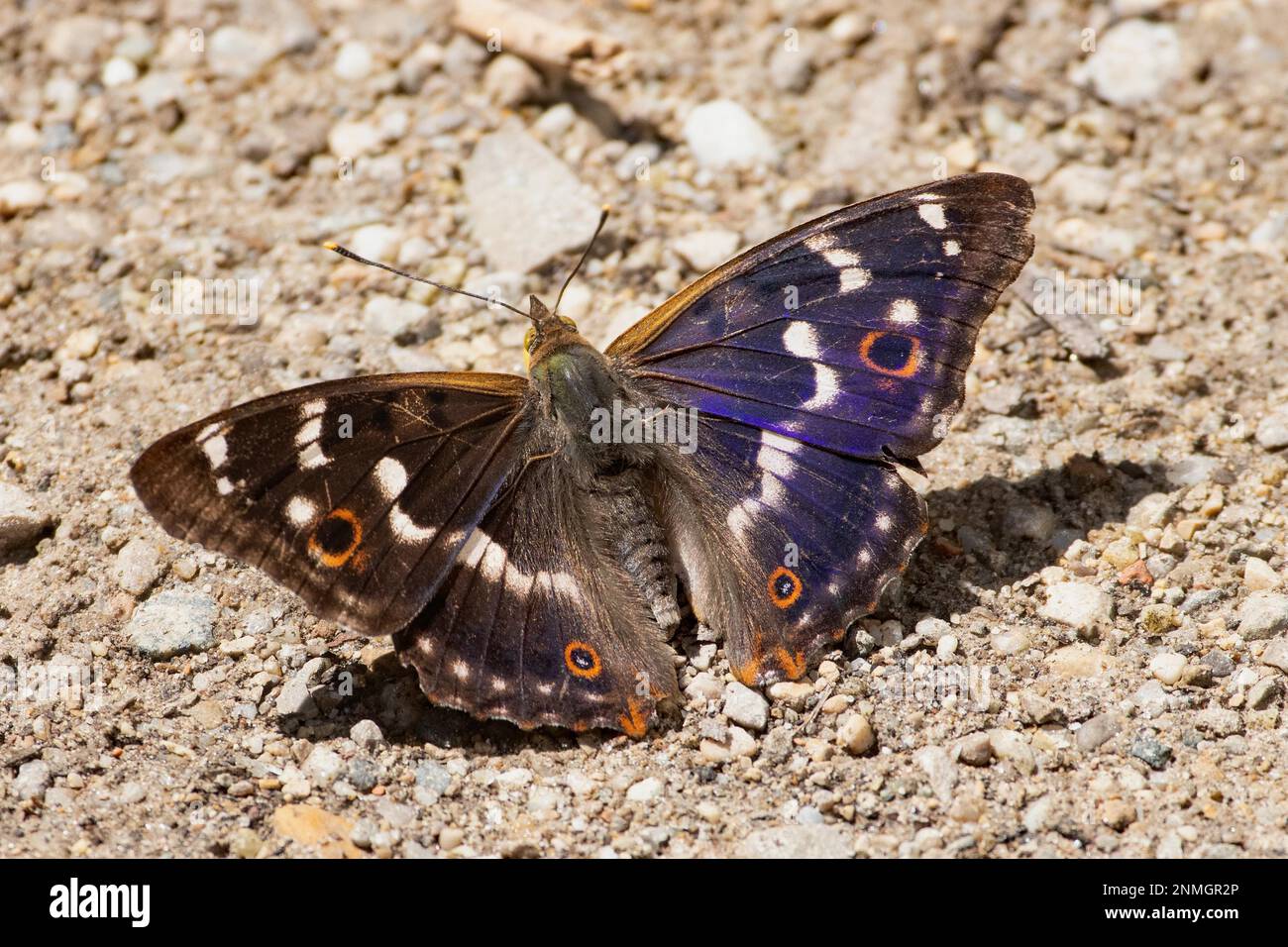 Small Schiller butterfly butterfly with open wings sitting on the ...