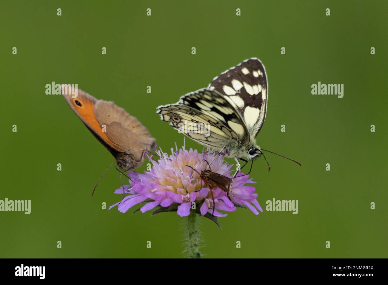 Checkered butterfly with half-open wings sitting on violet flower ...