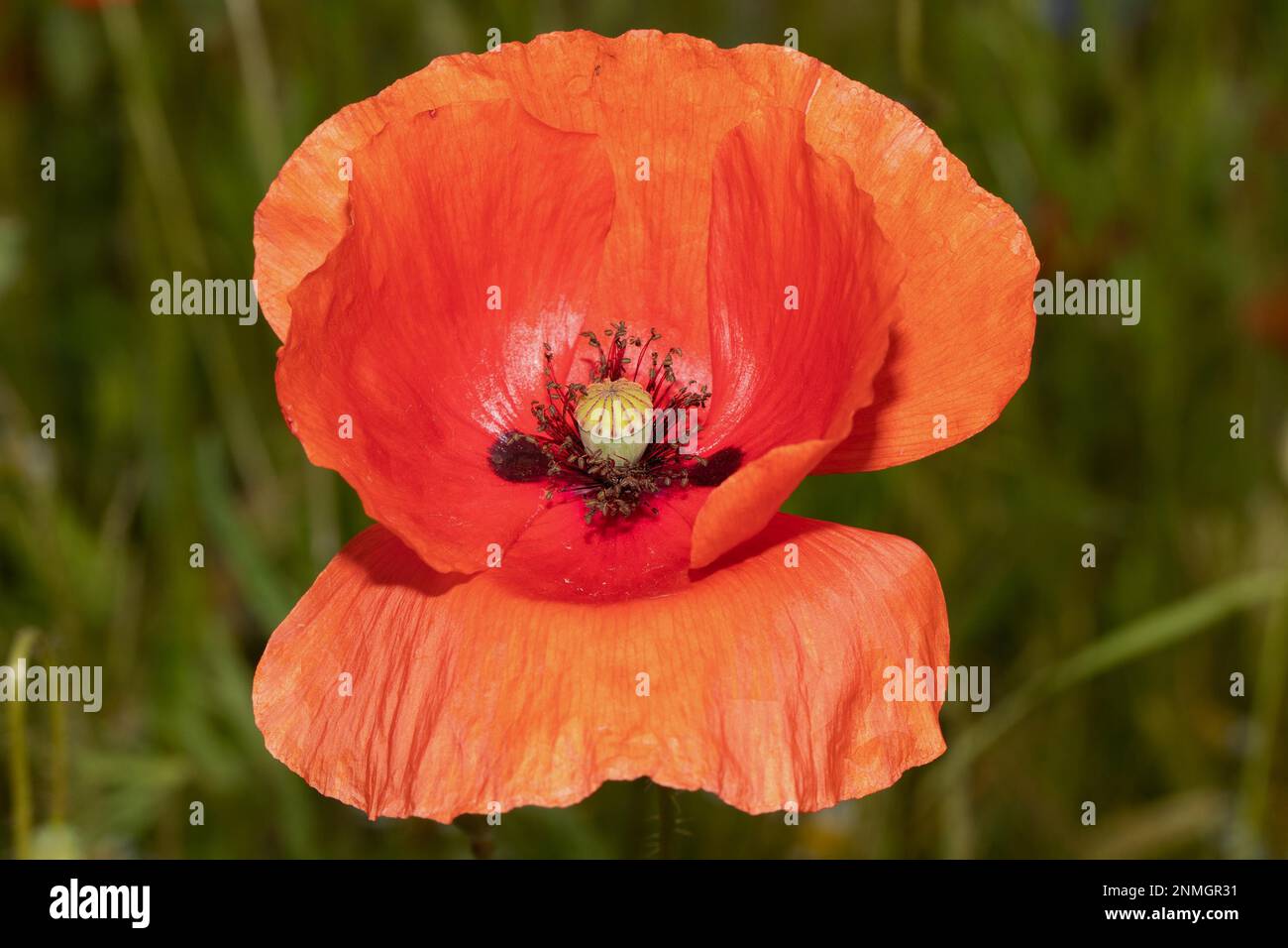 Corn poppy open red flower Stock Photo - Alamy
