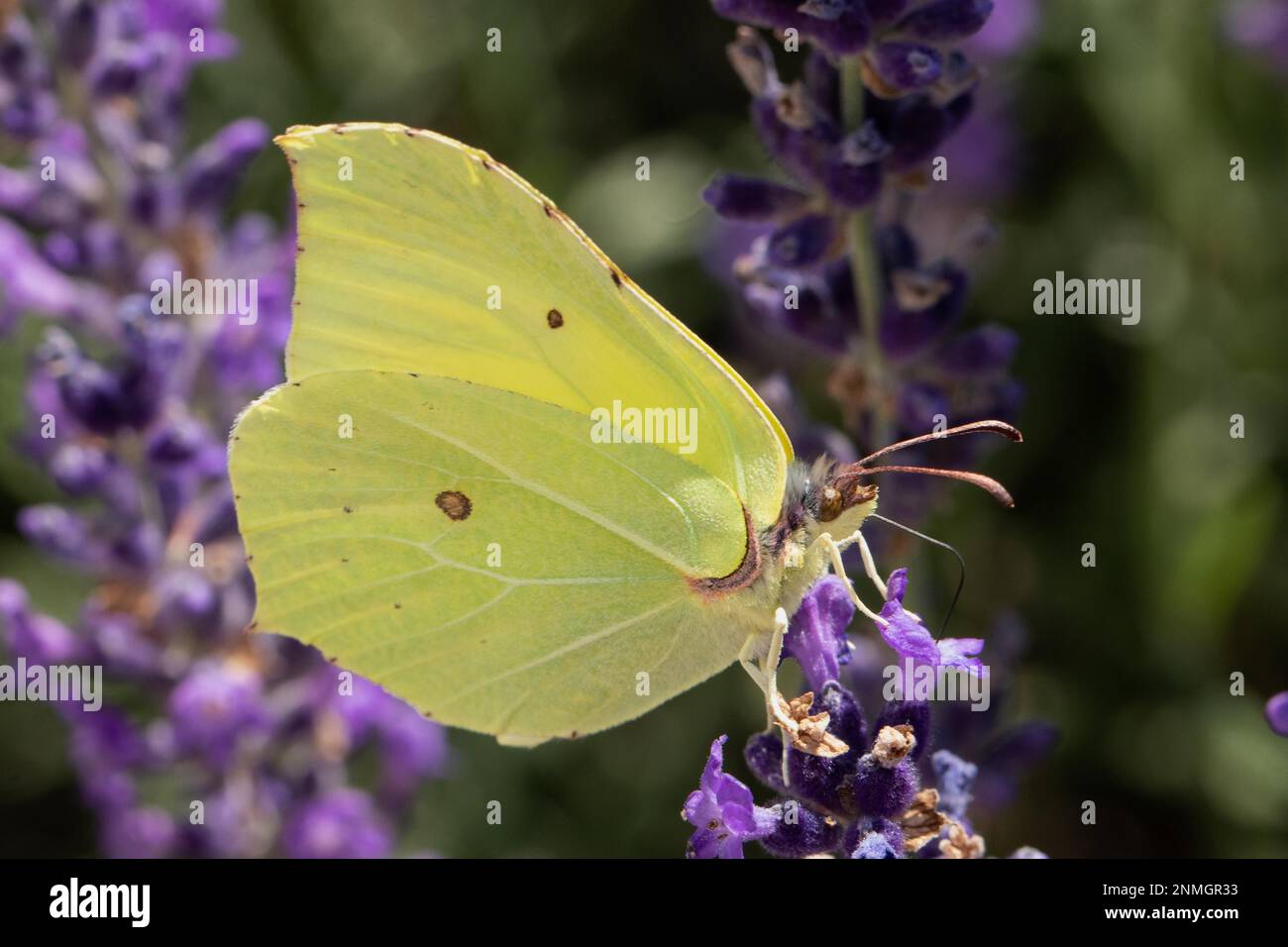 Lemon butterfly butterfly with closed wings sitting on purple flower sucking right seeing Stock ...