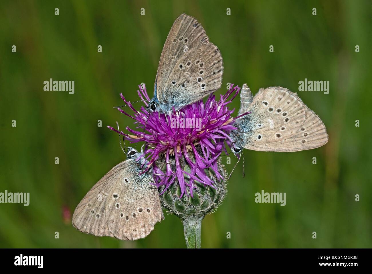 Crucian anthill three moths with closed wings sitting on red flower ...