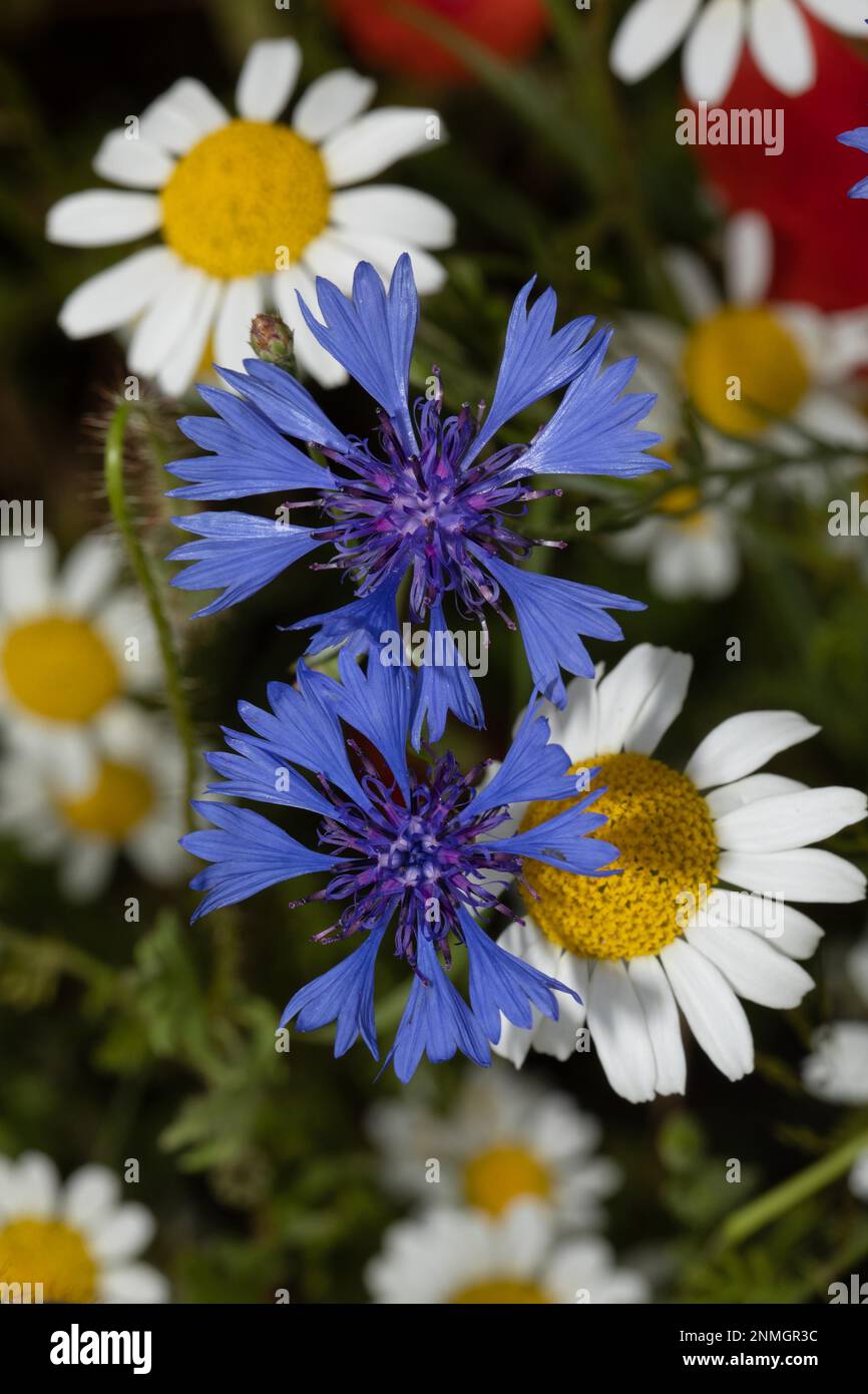 Cornflower two open blue flowers on top of each other next to camomile ...