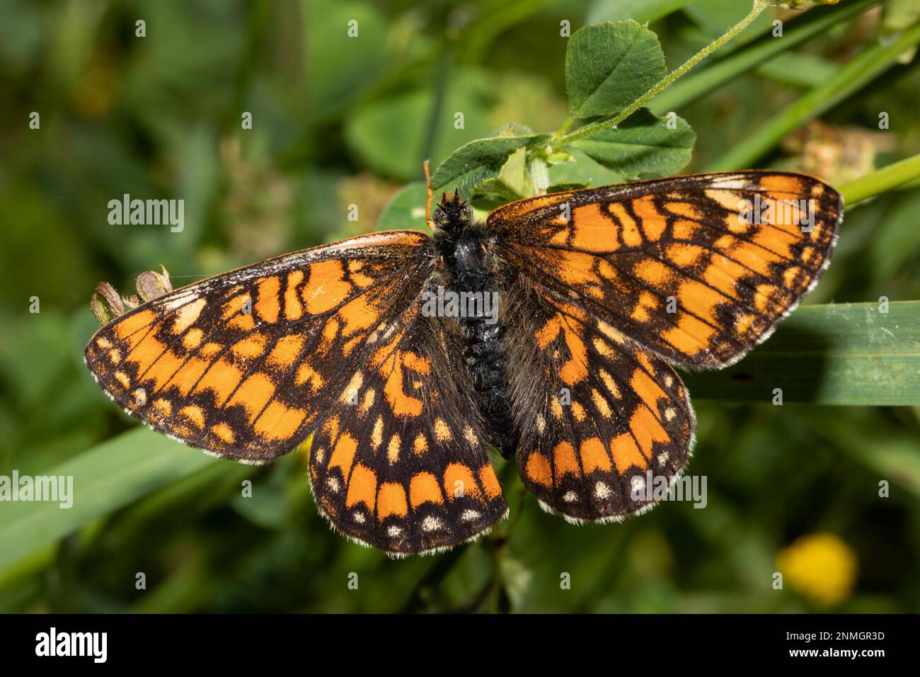 May bird, Ash fritillary butterfly Butterfly with open wings sitting on ...