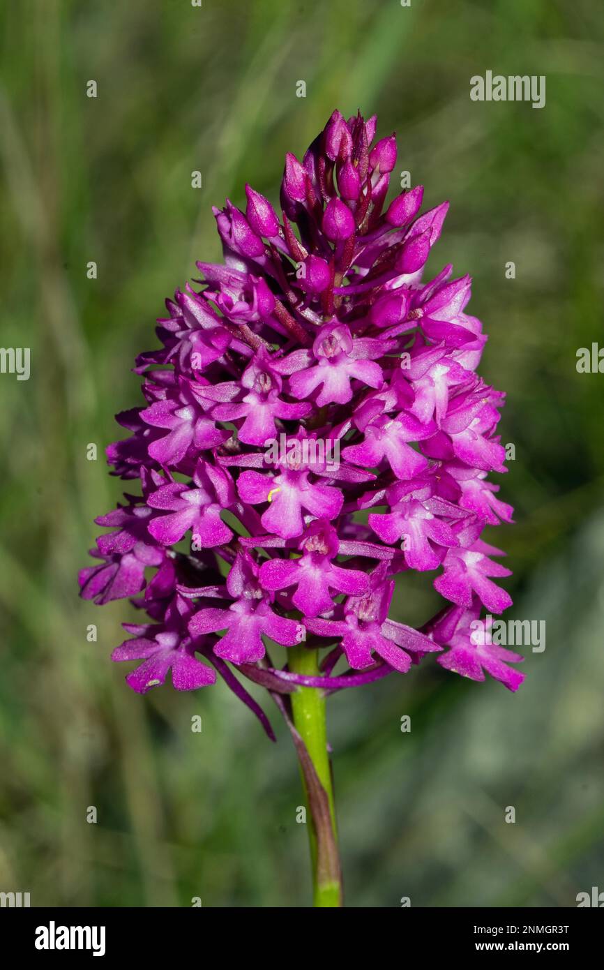Open flowers hi-res stock photography and images - Alamy