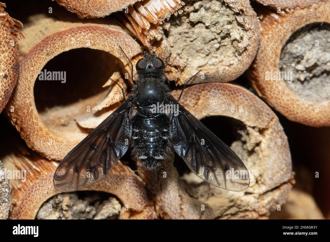 Hanging fly insect hi-res stock photography and images - Alamy