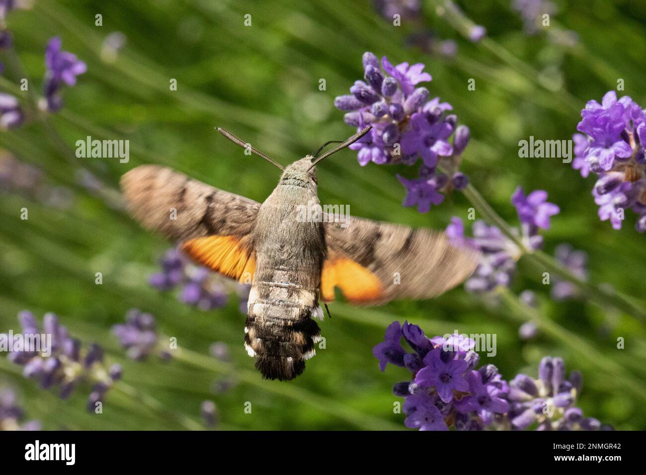 Pigeon tails moth with open wings flying sucking on purple flowers from ...