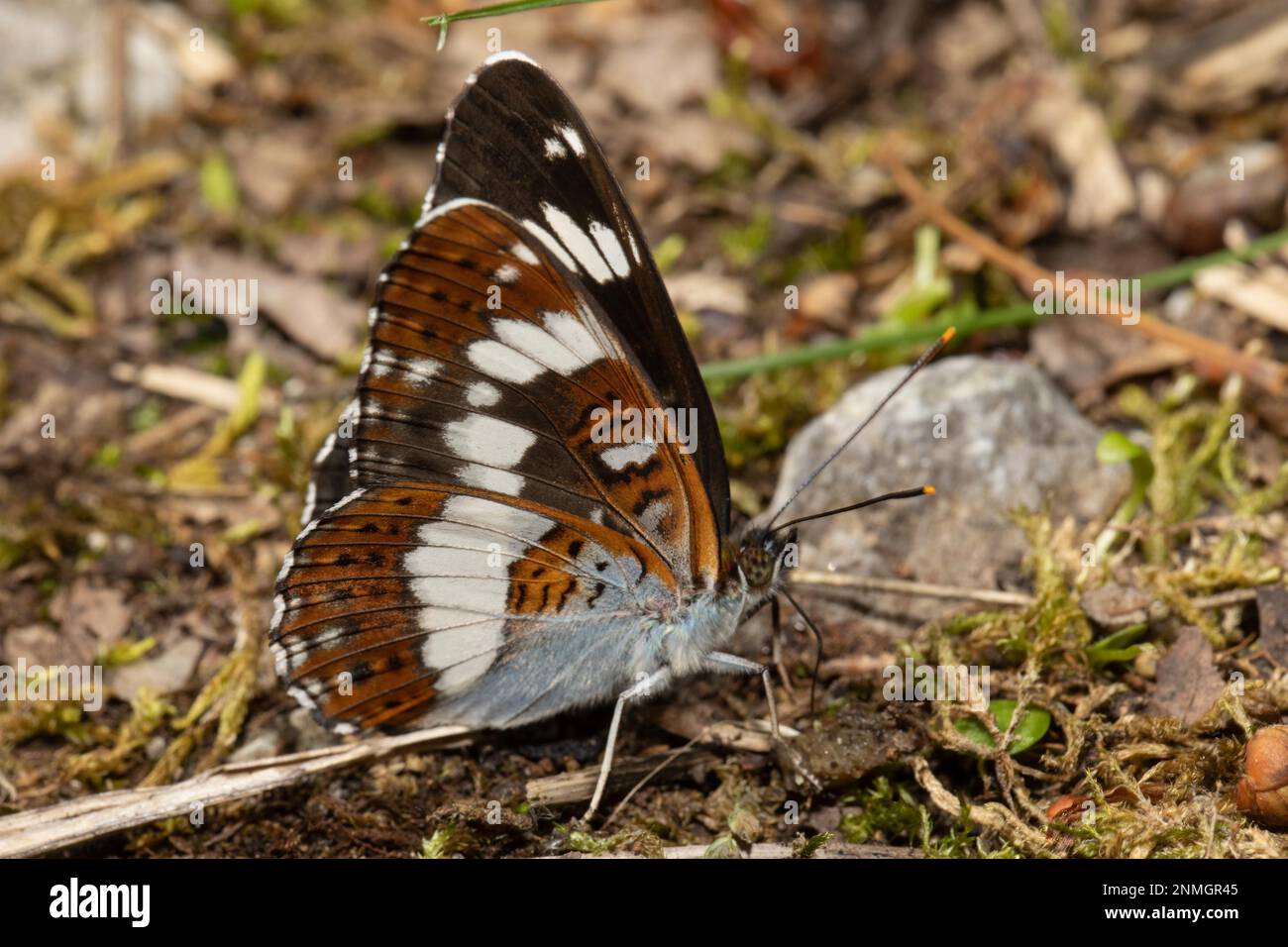 Small Kingfisher Butterfly with closed wings sitting on ground sucking ...