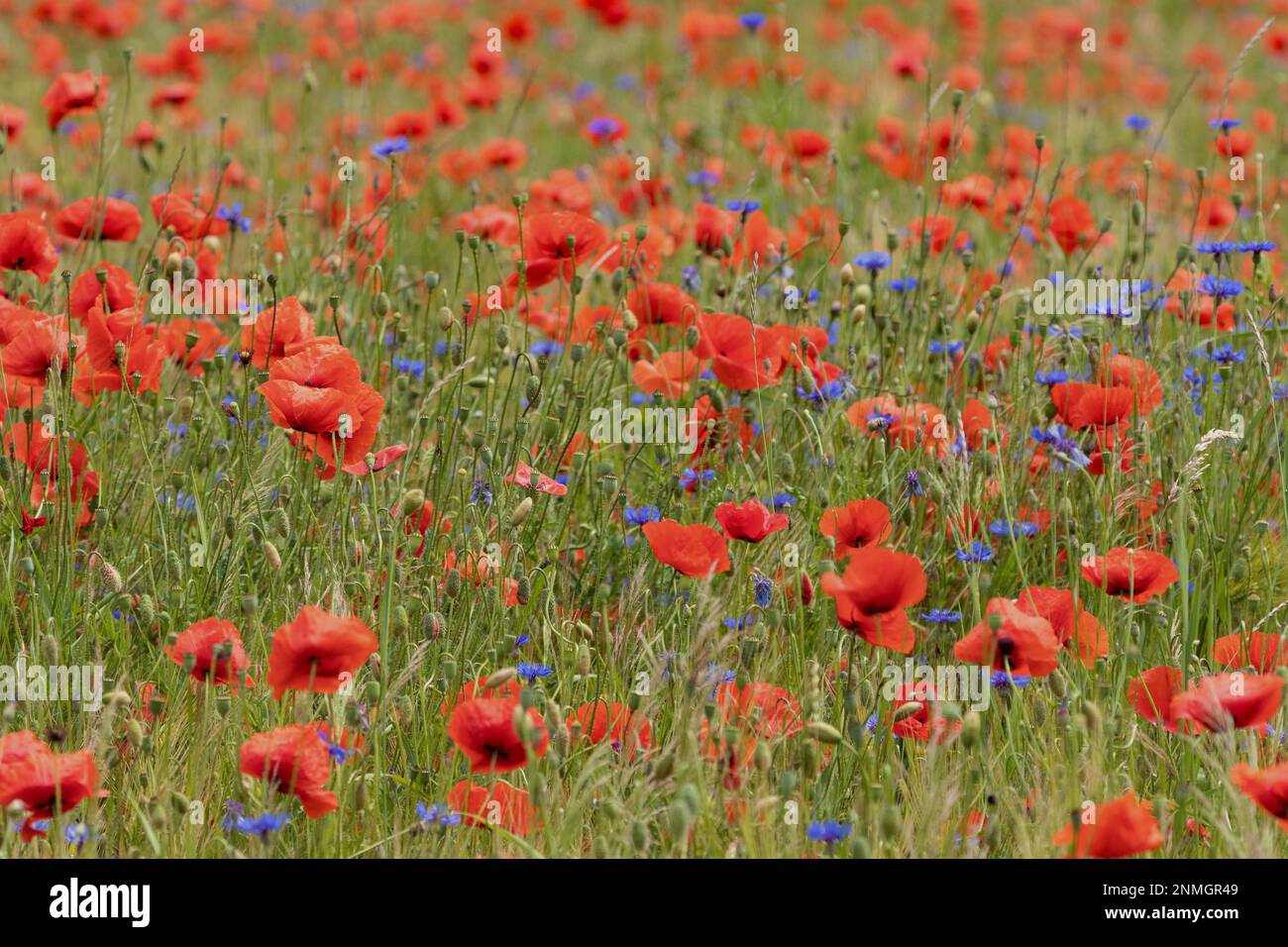 Corn poppy many open red flowers and blue flowers of the cornflower ...