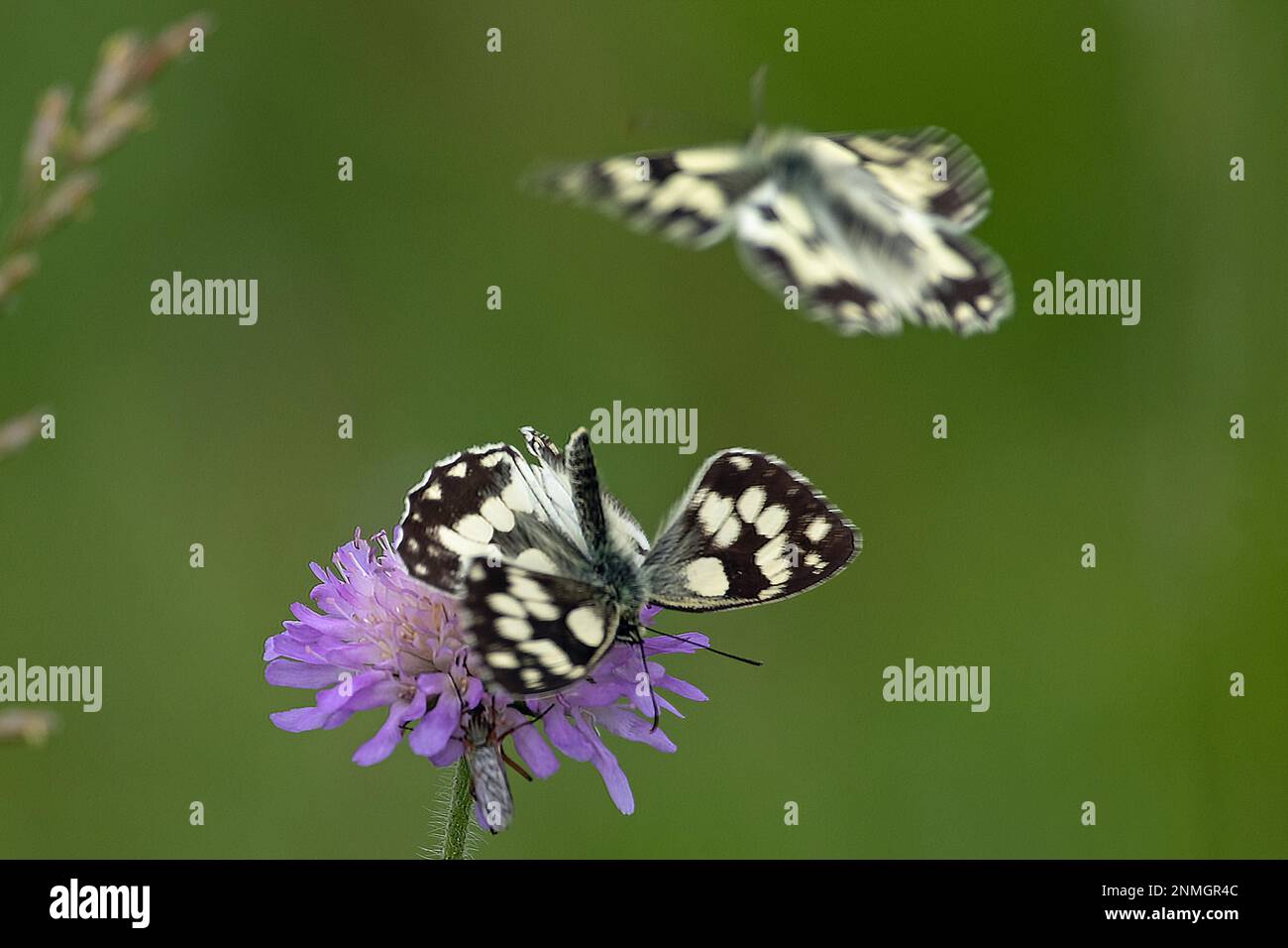 Checkerboard two moths in mating flight with open wings sitting on ...