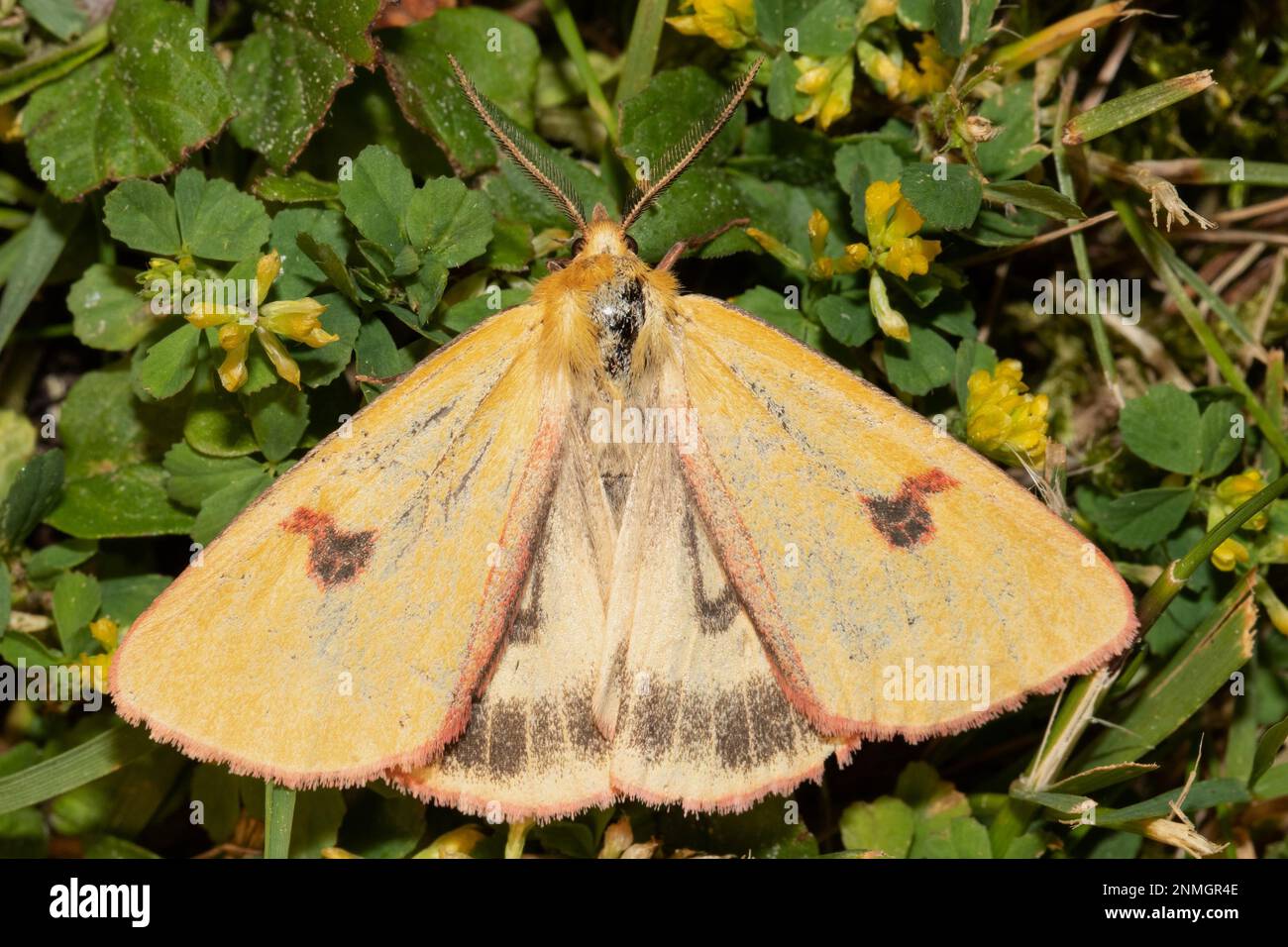 Red rim bear male with open wings sitting on green leaf from behind ...