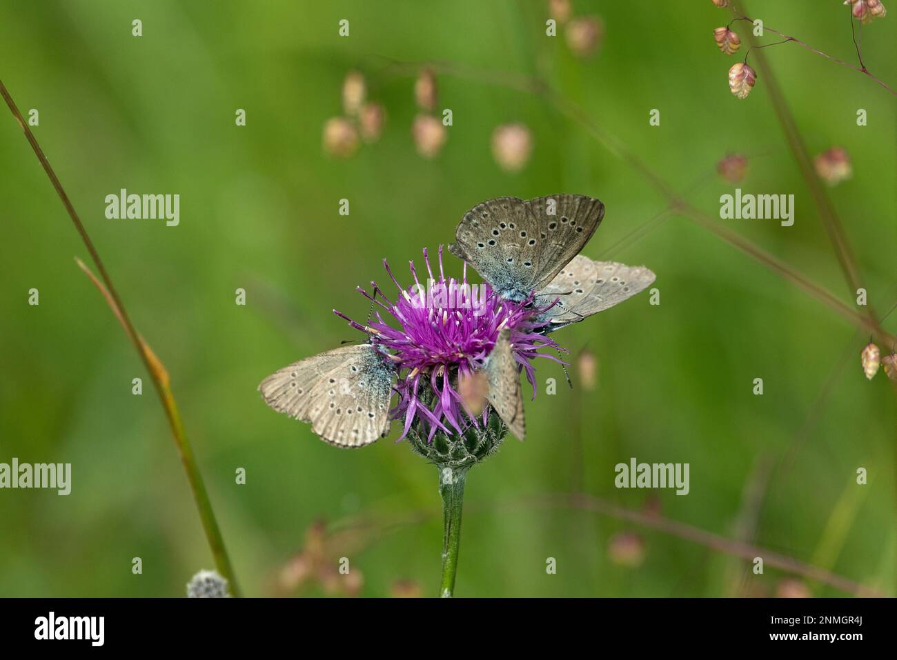 Diverse moths hi-res stock photography and images - Alamy