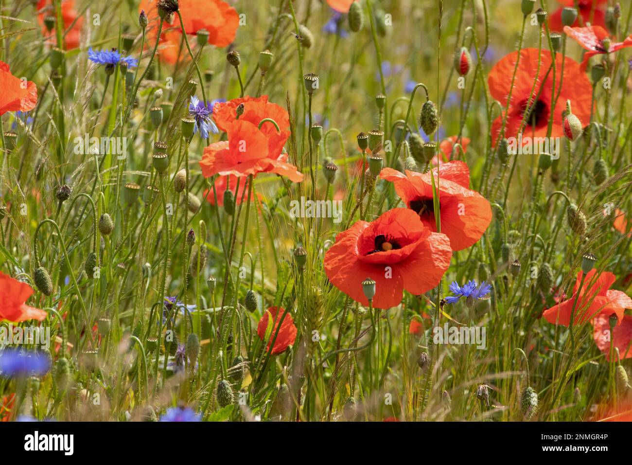 Corn poppy some opened red flowers and blue flowers of the cornflower ...