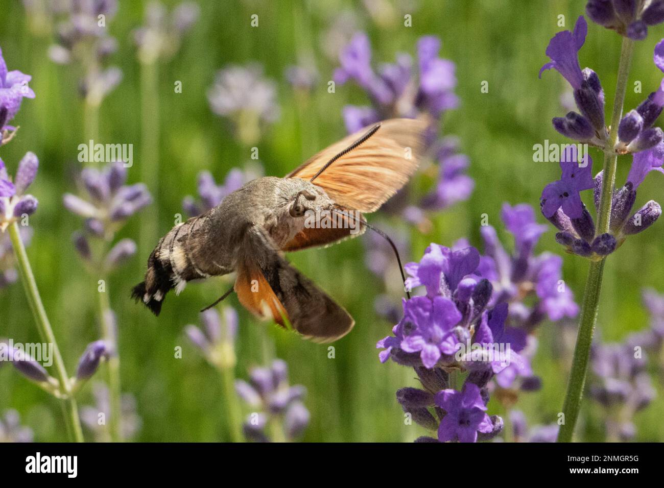 Pigeon tails moth with open wings flying sucking on purple flowers seen ...