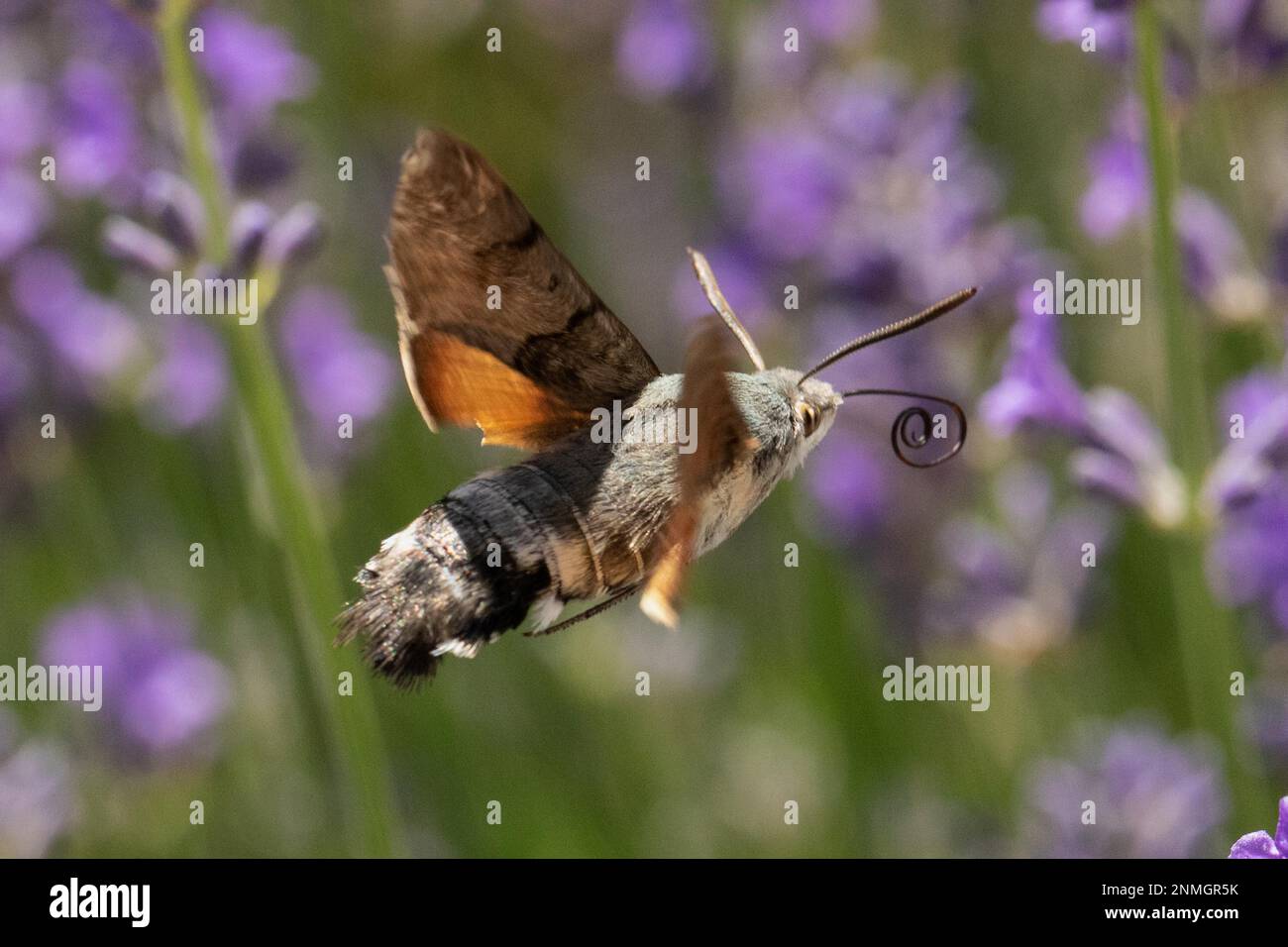 Pigeon tails butterfly with curled proboscis and open wings flying in ...