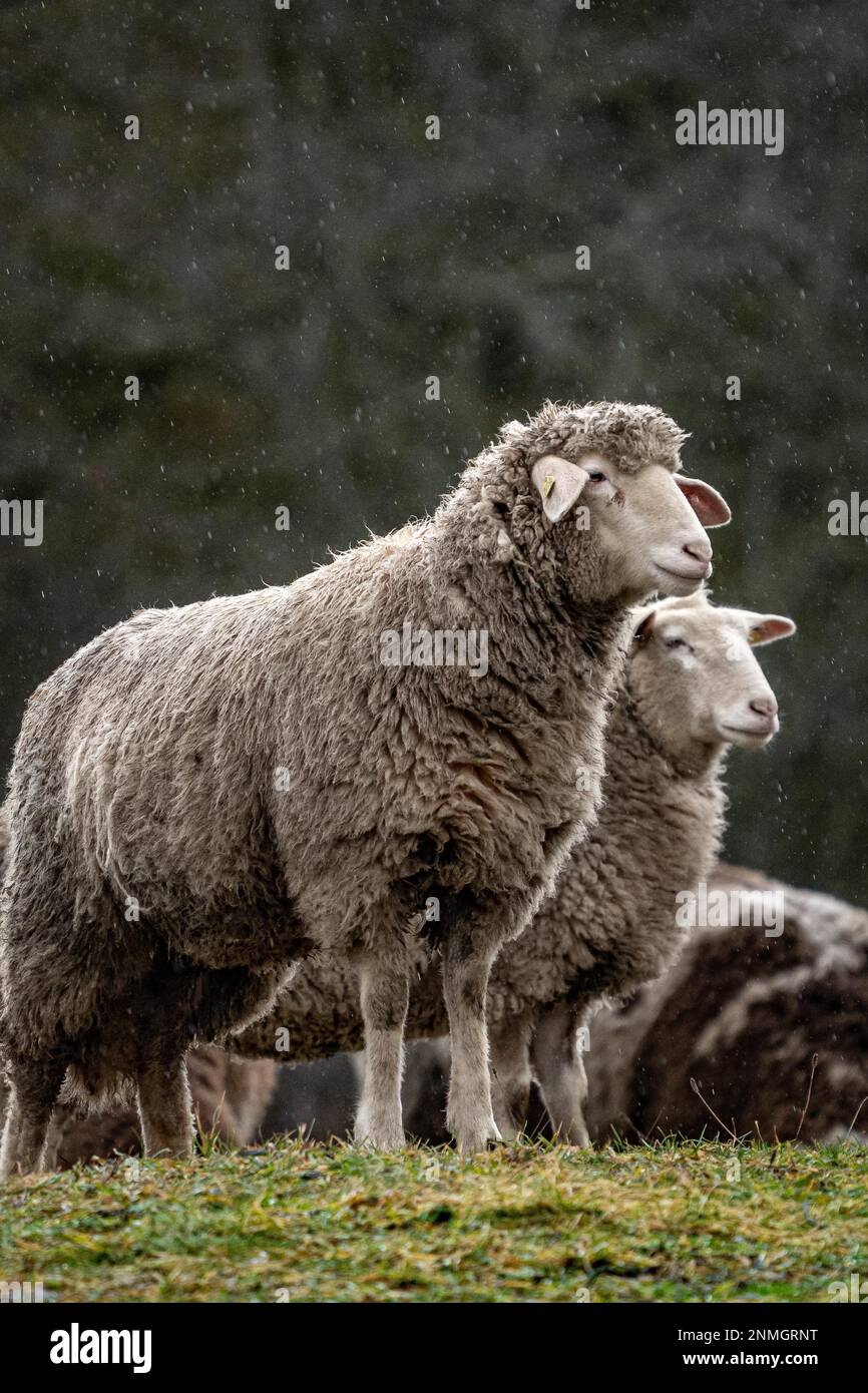 Sheep in the rain, Gechingen, Black Forest, Germany Stock Photo - Alamy