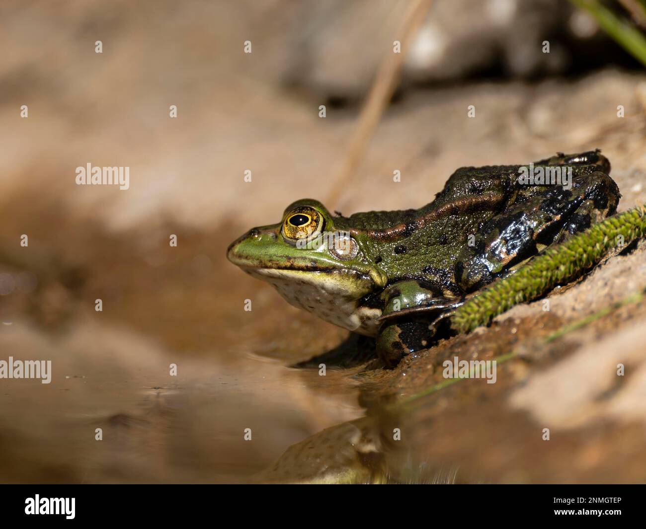 Marsh frog (Pelophylax ridibundus), on the shore Stock Photo - Alamy