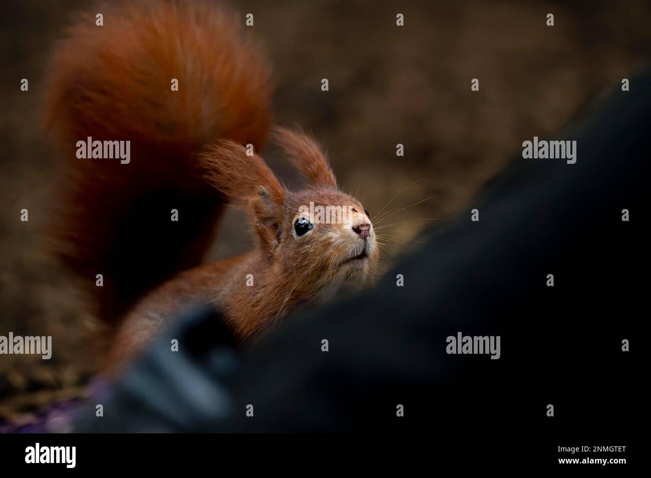 Eurasian squirrel (Sciurus), red, behind the leg of a human, looking at ...