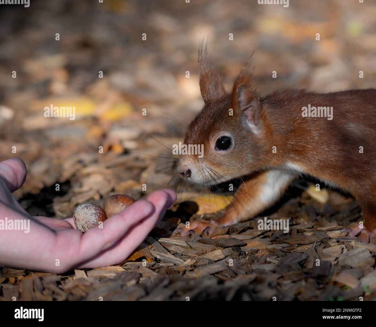 Hand squirrel hi-res stock photography and images - Alamy