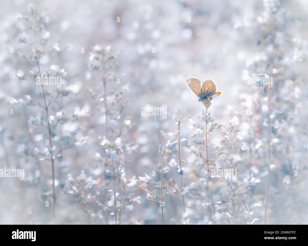 White winged butterfly hi-res stock photography and images - Alamy