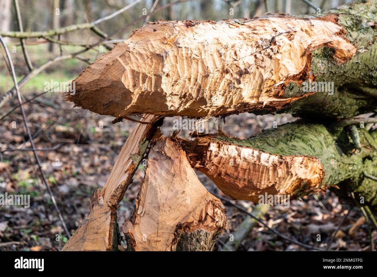 Beaver conservation hi-res stock photography and images - Alamy