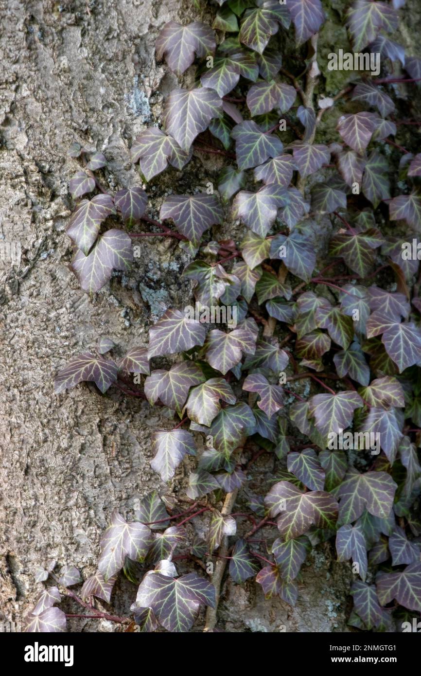 Ivy vines, tree trunk Stock Photo - Alamy