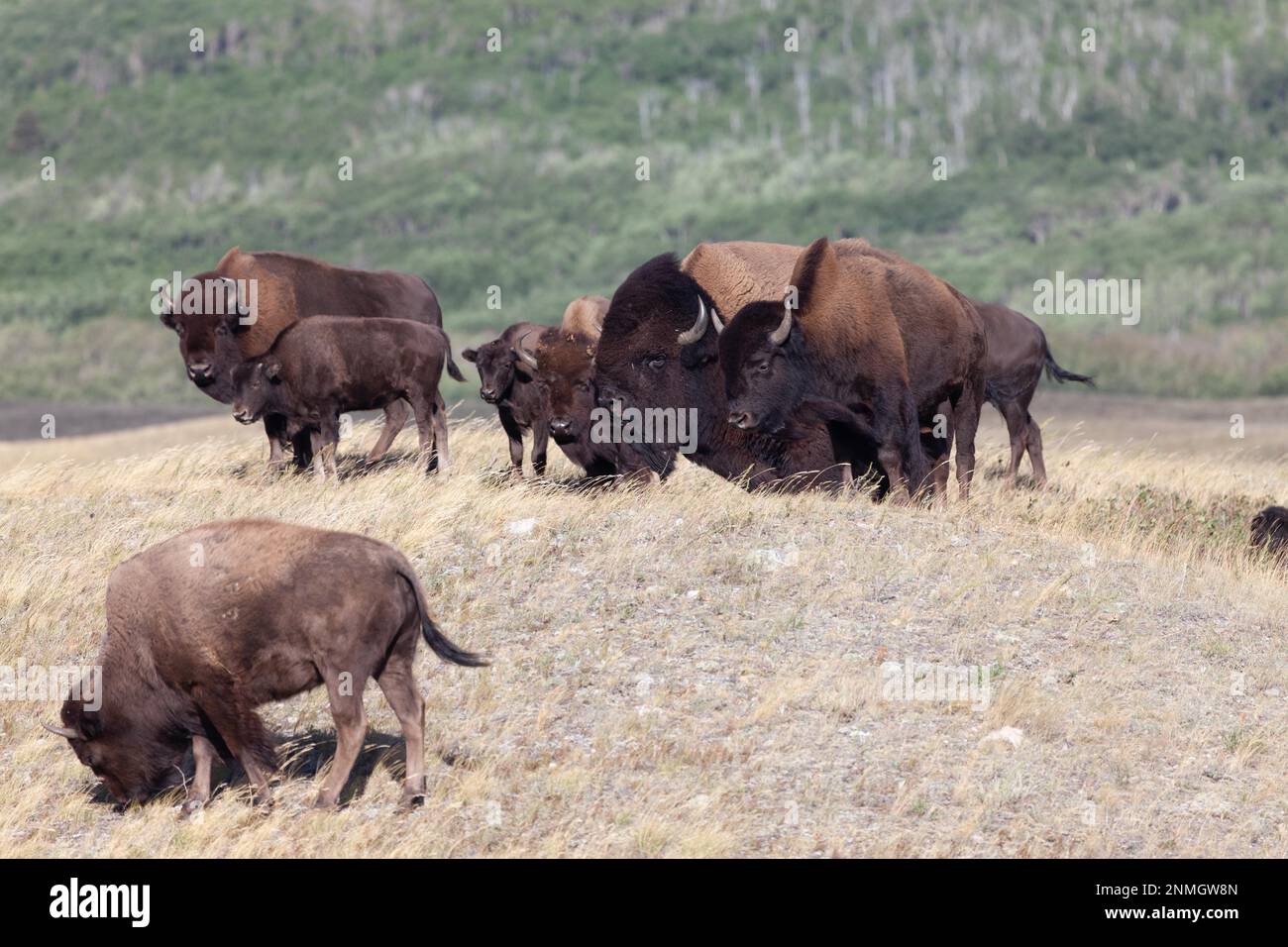 Bison in alberta hi-res stock photography and images - Alamy