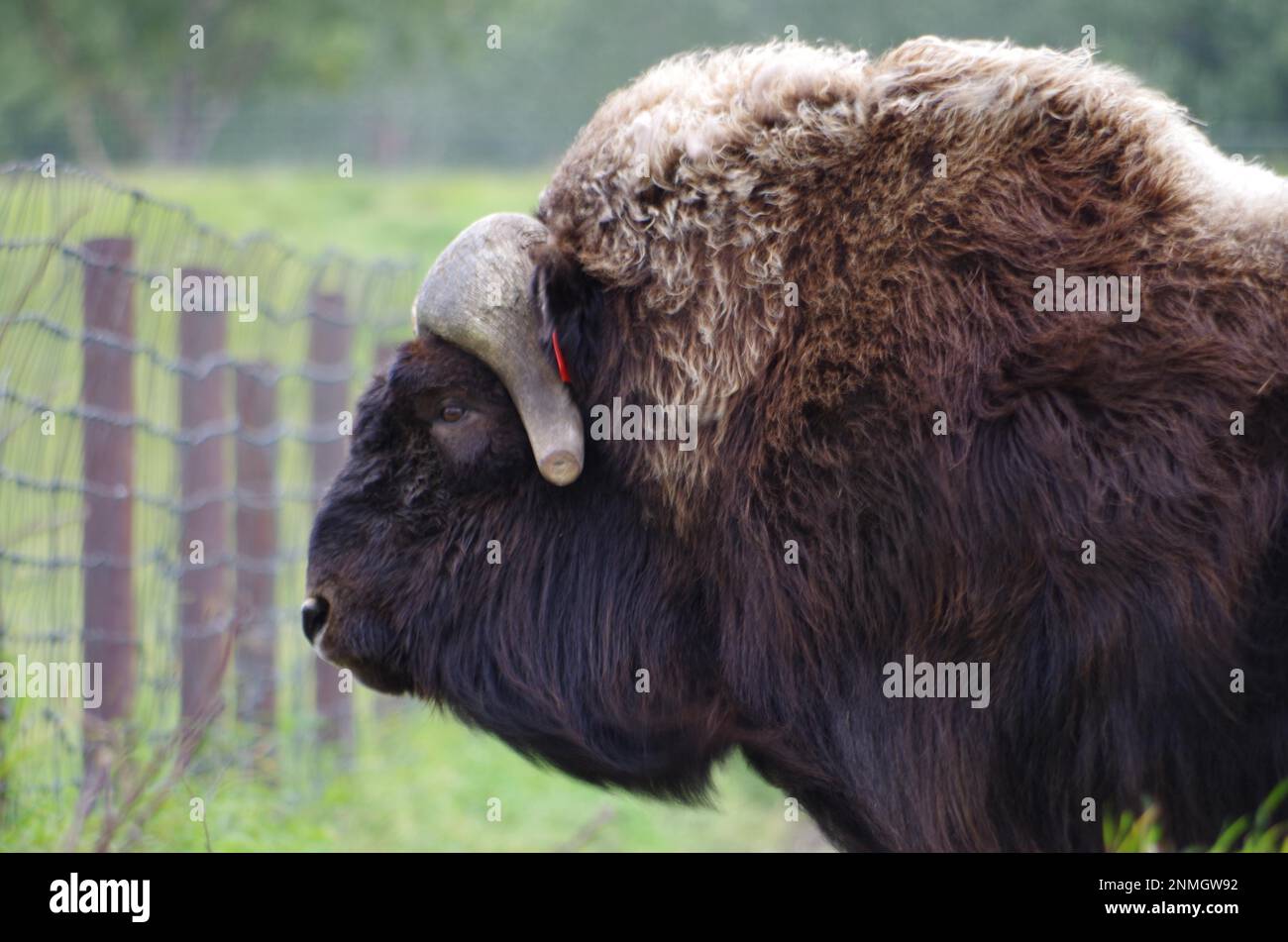 The musk ox farm hi-res stock photography and images - Alamy