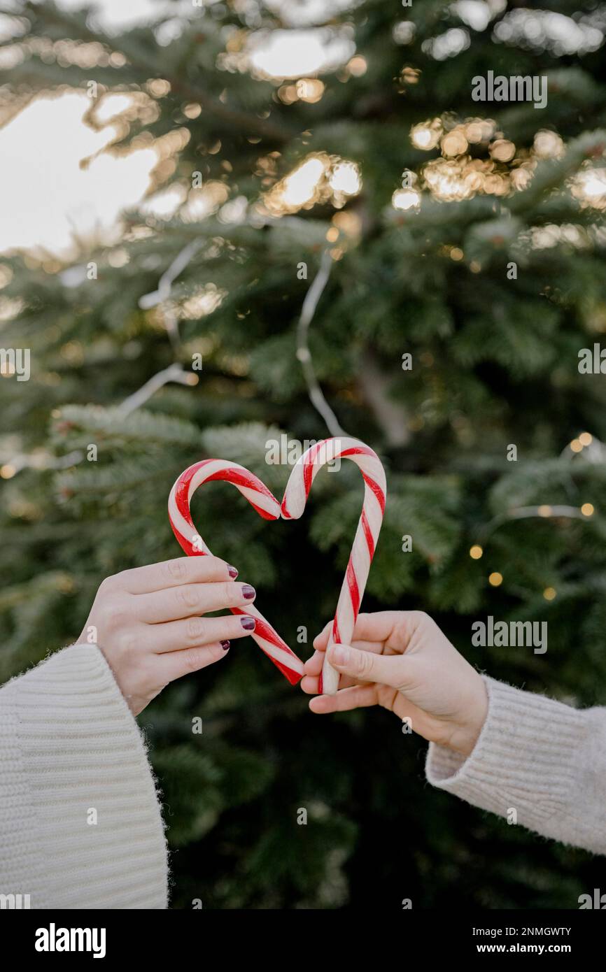 Fir tree candy cane hi-res stock photography and images - Alamy
