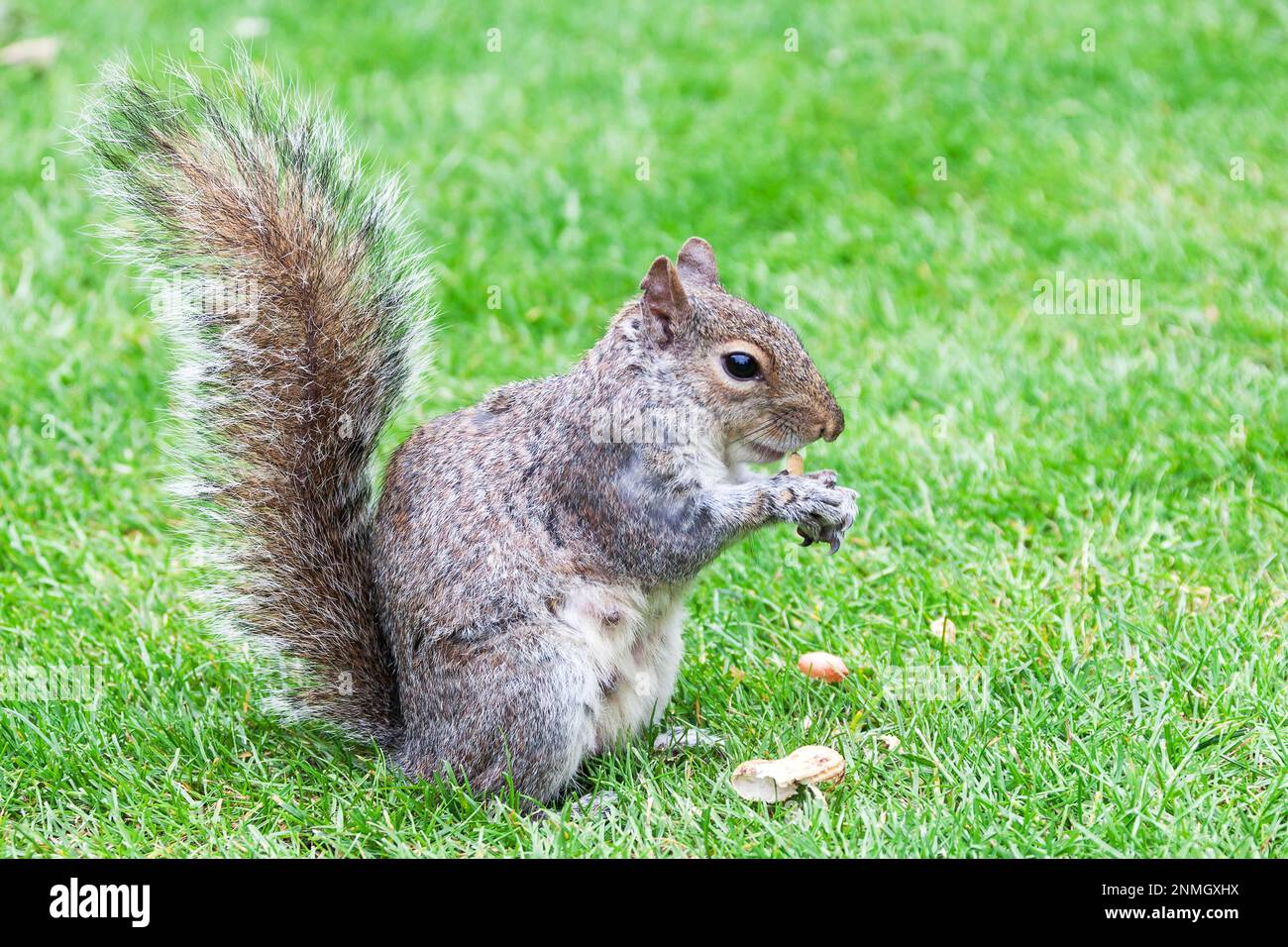 Squirrel (Sciurus), London, England, United Kingdom Stock Photo - Alamy