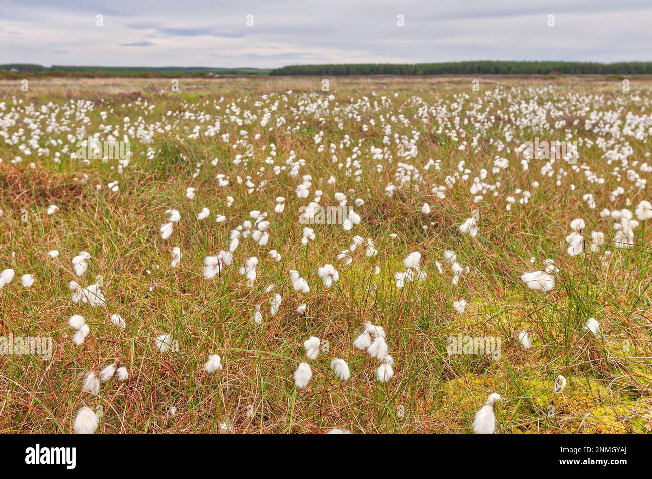 Narrow-leaved common cottongrass (Eriophorum angustifolium), Wick ...