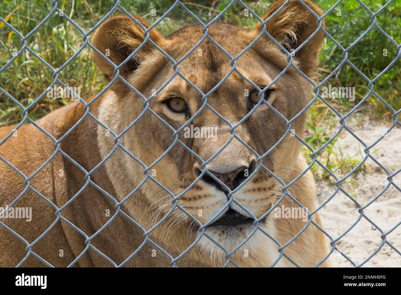 Female Lion (Panthera leo) in captivity behind wire mesh fence, Quebec ...