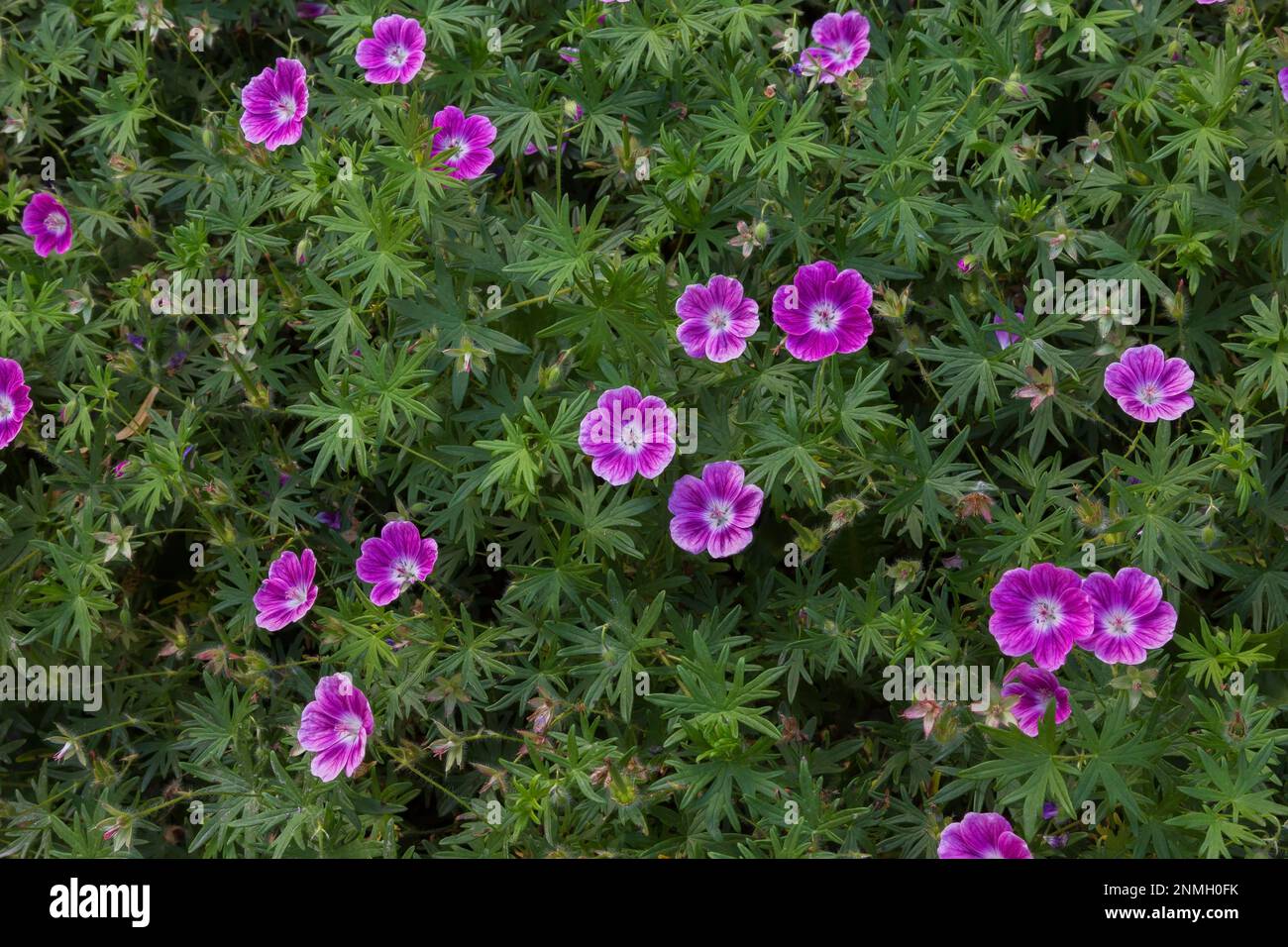 Bloody Cranesbill (Geranium sanguineum) â€˜Elk in summer, Quebec ...