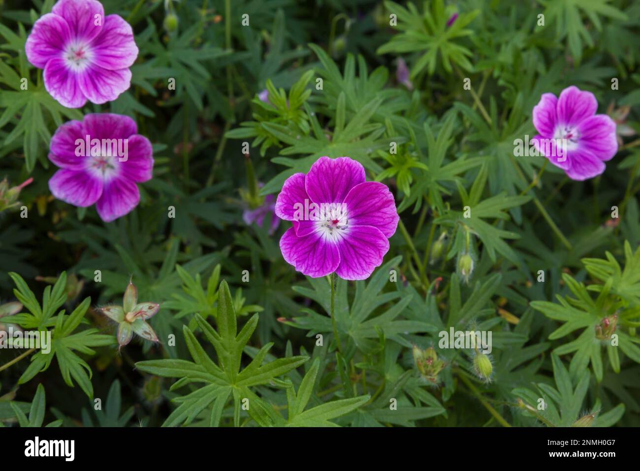 Bloody Cranesbill (Geranium sanguineum) â€˜Elk in summer, Quebec ...