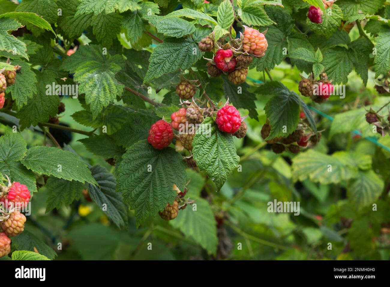 Wild Red Raspberry (Rubus idaeus) in summer, Quebec, Canada Stock Photo - Alamy