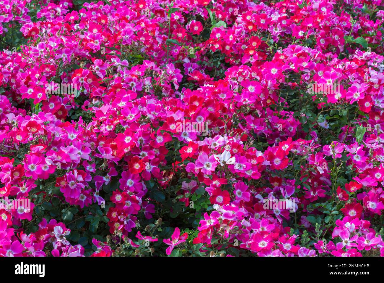 Rose (Rosa) Carefree Spirit in border in summer, Quebec, Canada Stock ...