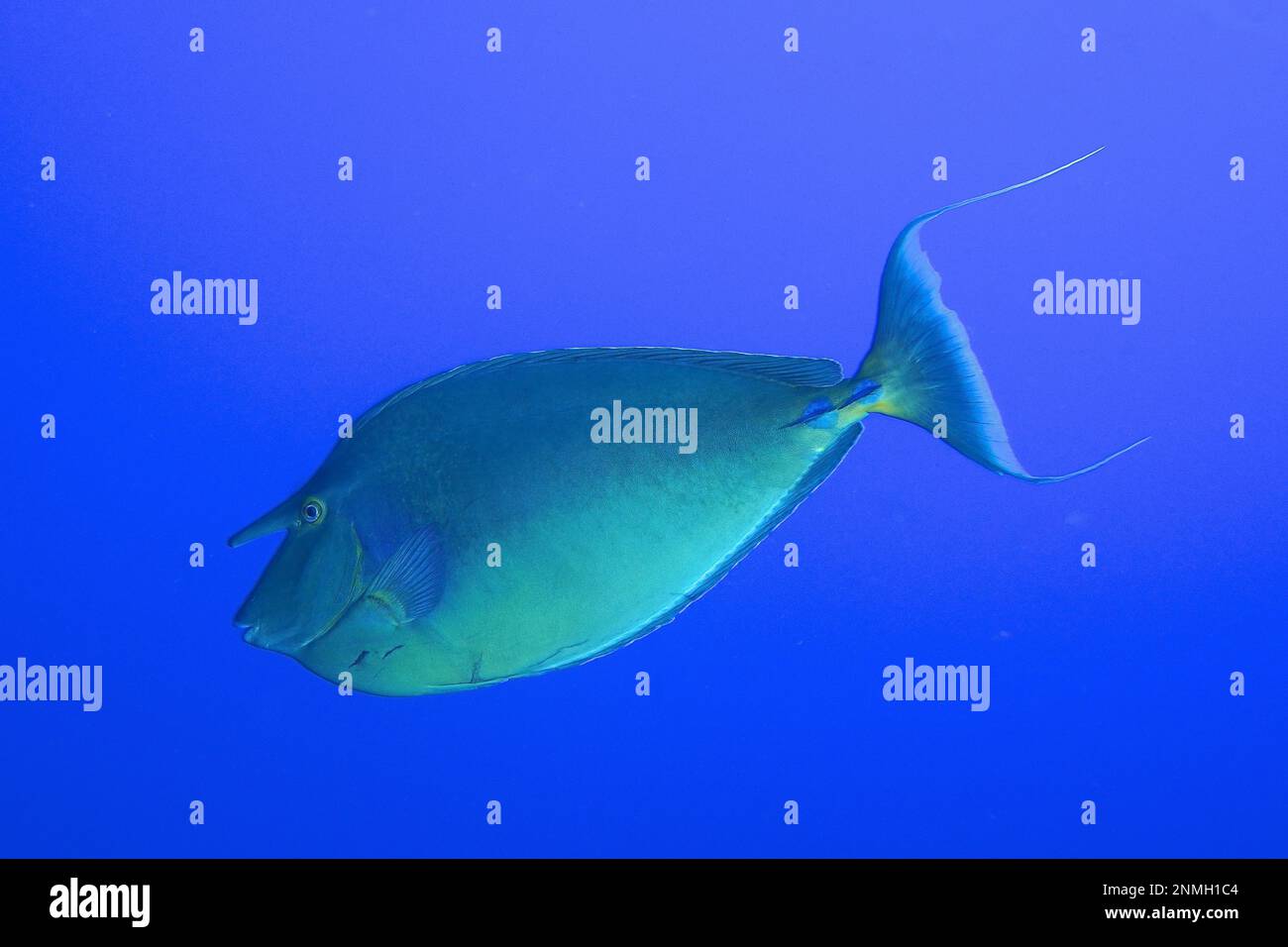 Bluespine unicornfish (Naso unicornis) in front of a solid blue ...