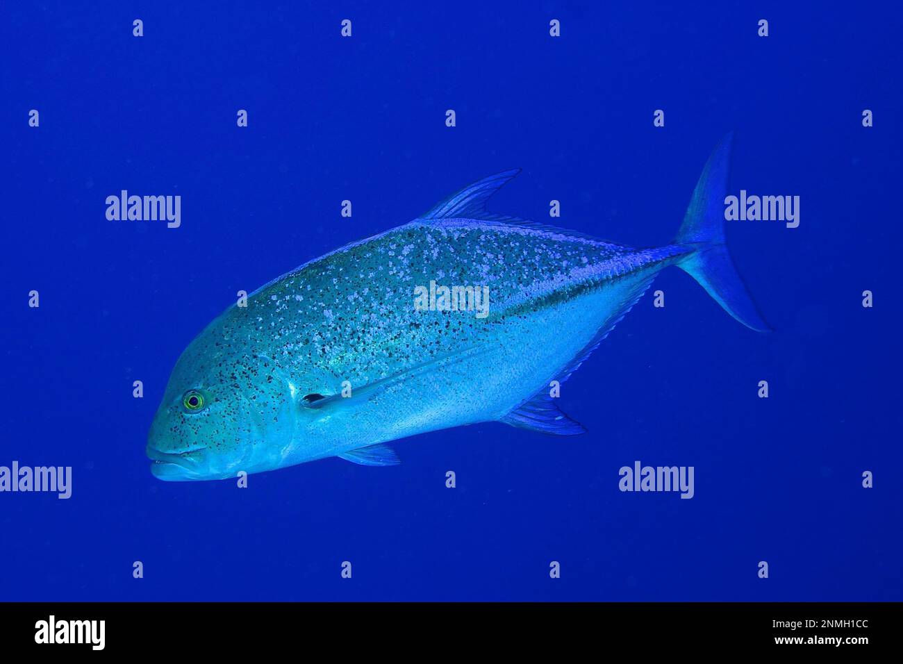 Bluefin trevally (Caranx melampygus) in front of a solid blue ...