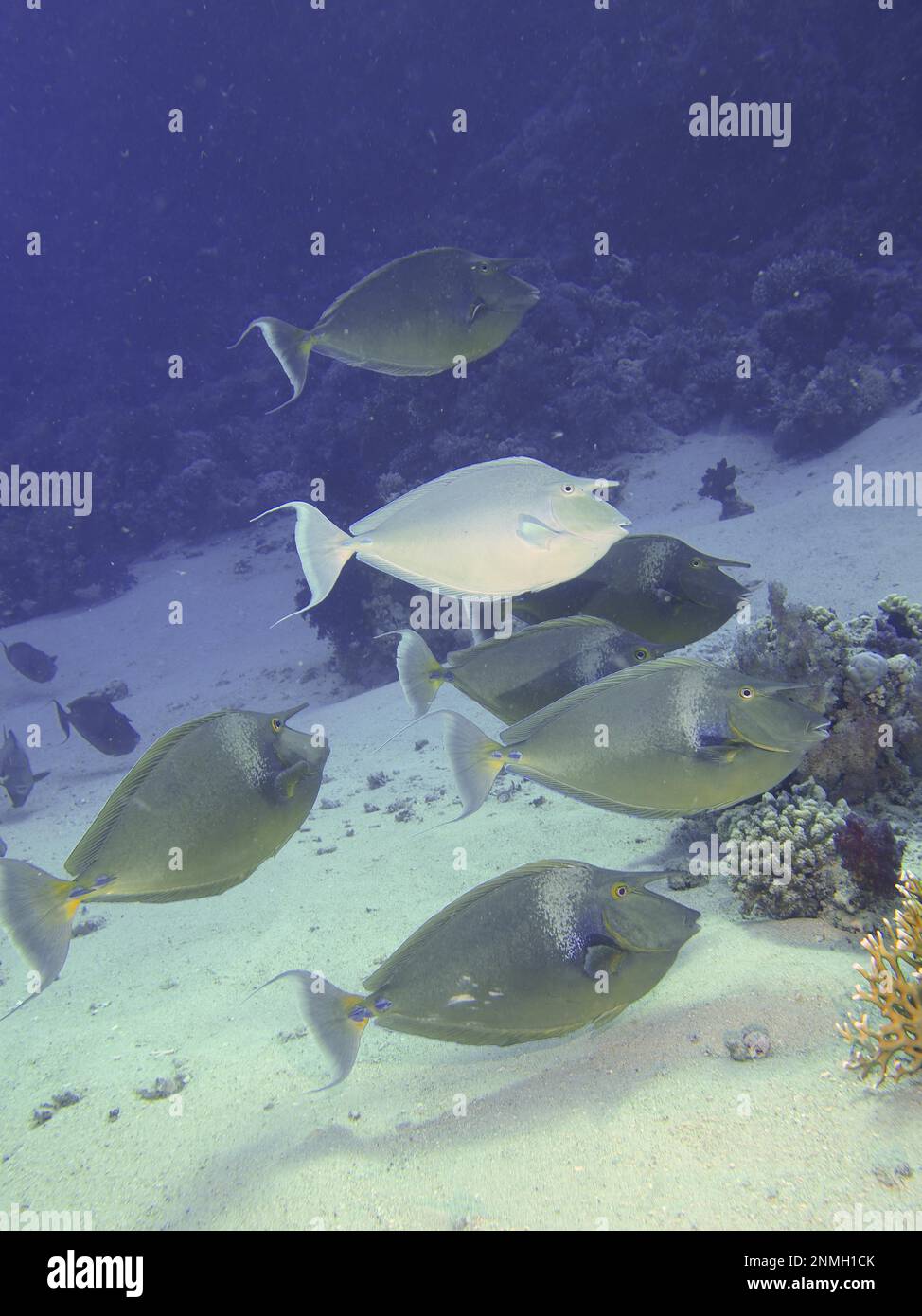 Group of bluespine unicornfish (Naso unicornis), Ras Mohammed National ...