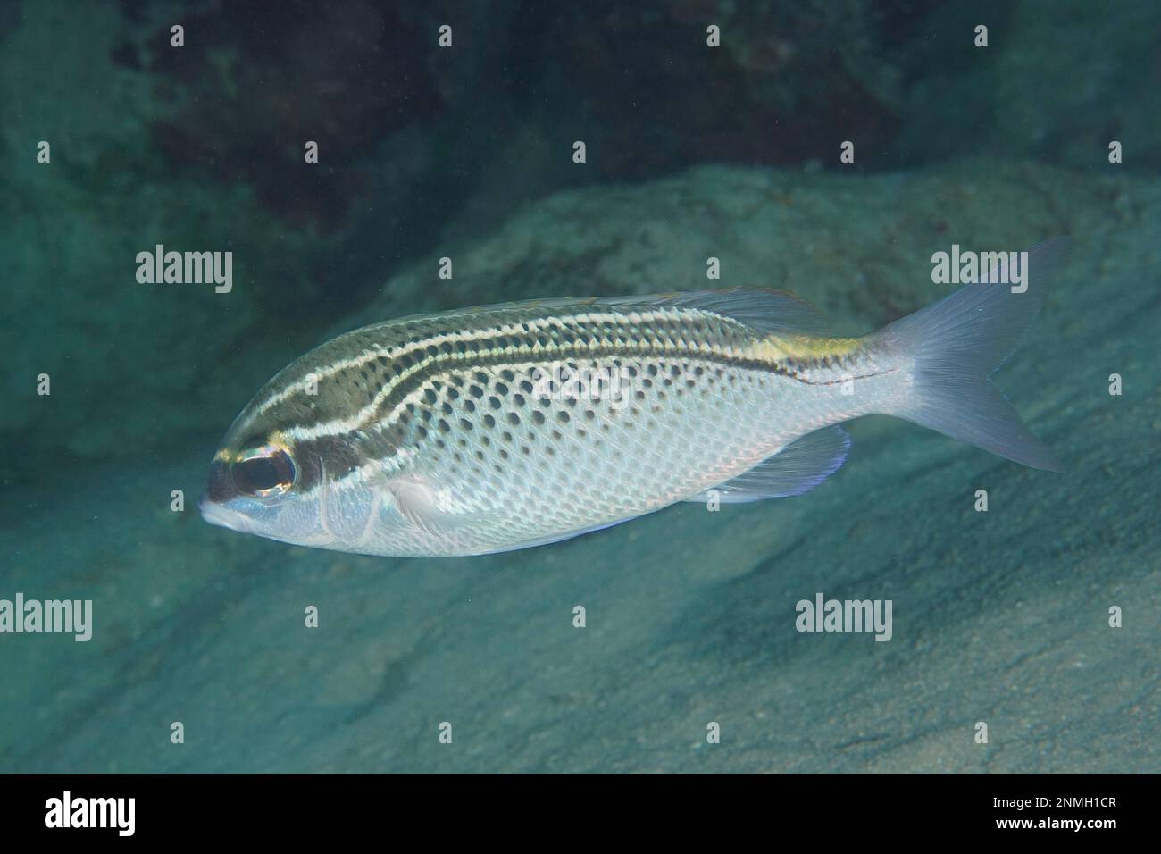 Arabian monocle bream (Scolopsis ghanam), Torfa Lassal reef dive site ...