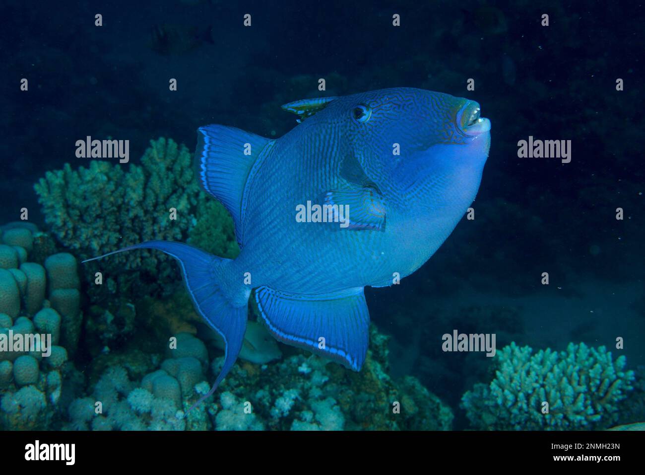 Blue triggerfish (Pseudobalistes fuscus) at night. Dive site House Reef ...