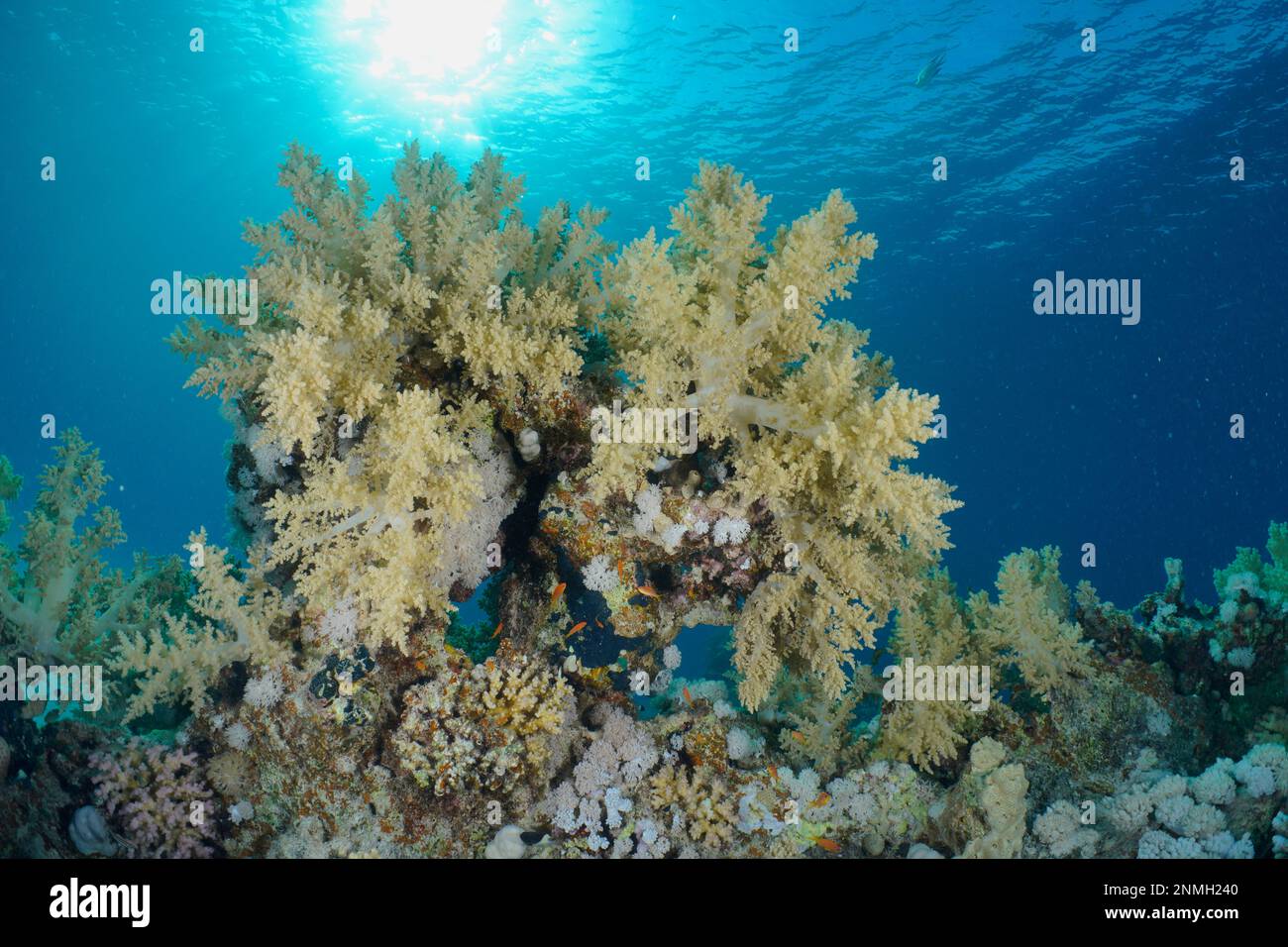 Broccoli tree (Litophyton arboreum) in the backlight. Dive site House ...