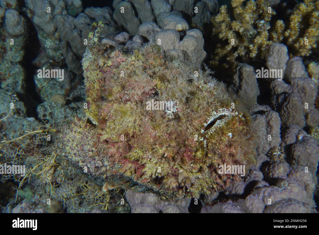 Stonefish mouth hi-res stock photography and images - Alamy