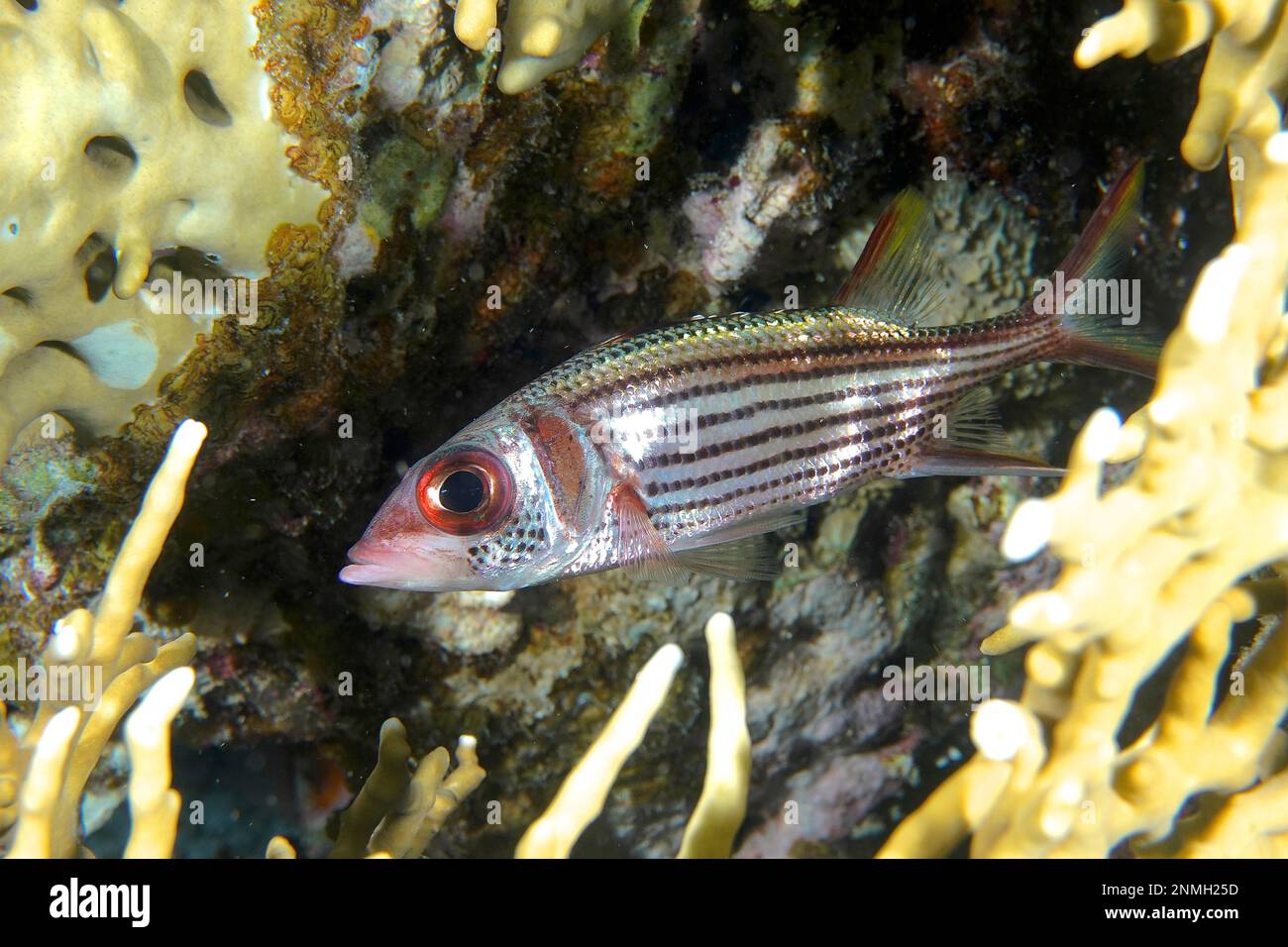 A blood spotted husar (Neoniphon sammara) seeks shelter in a net fire ...