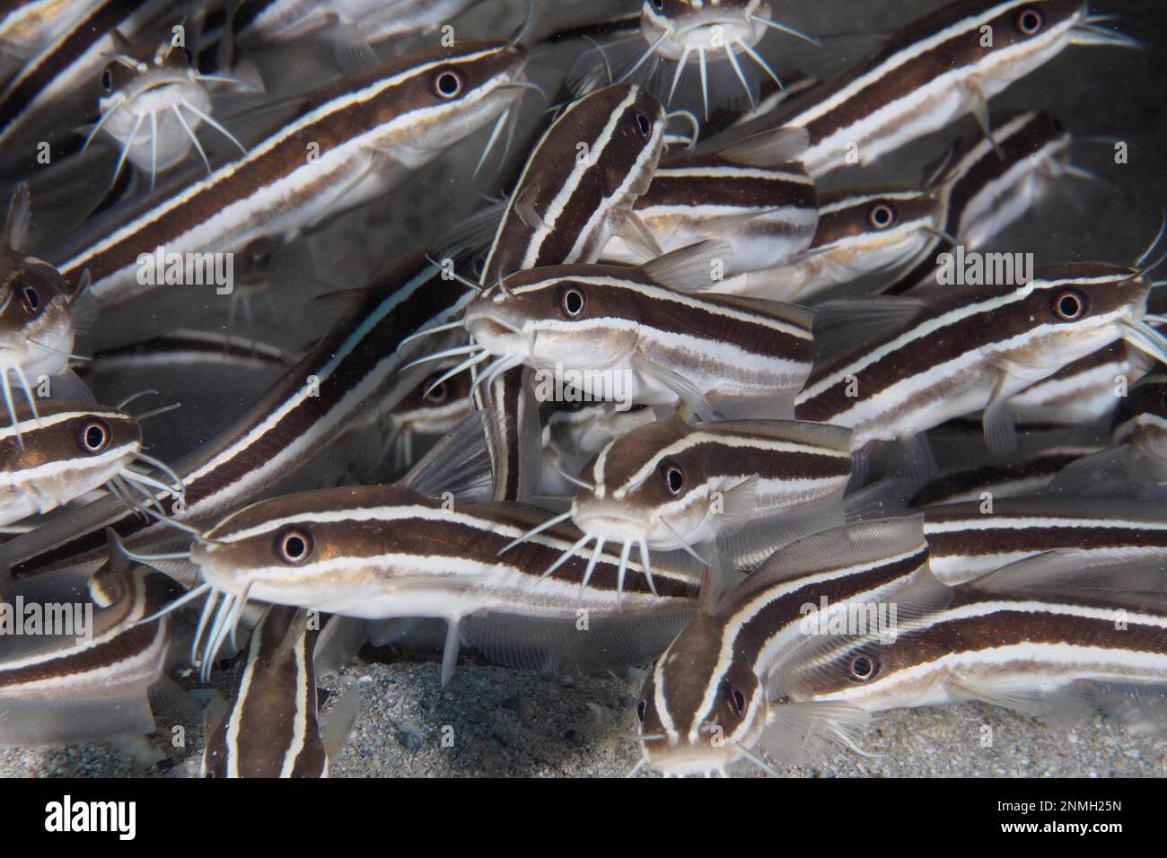 School, Group of striped eel catfish (Plotosus lineatus), juvenile ...