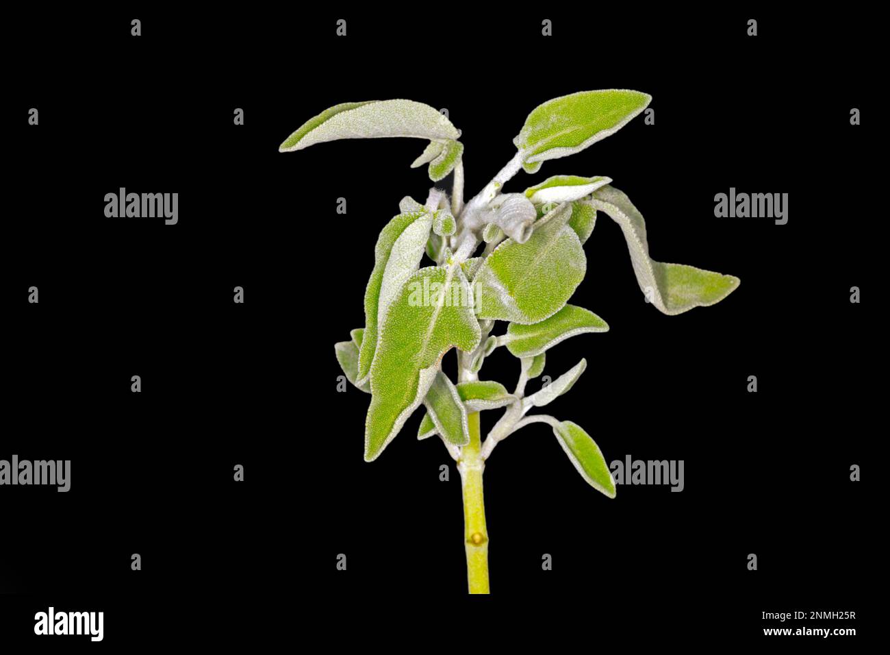 Common sage (Salvia officinalis), food photography with black ...