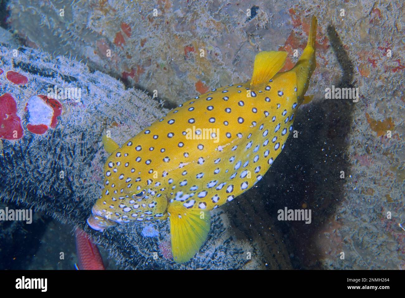 Yellow boxfish (Ostracion cubicus), female in front of an old car tyre ...