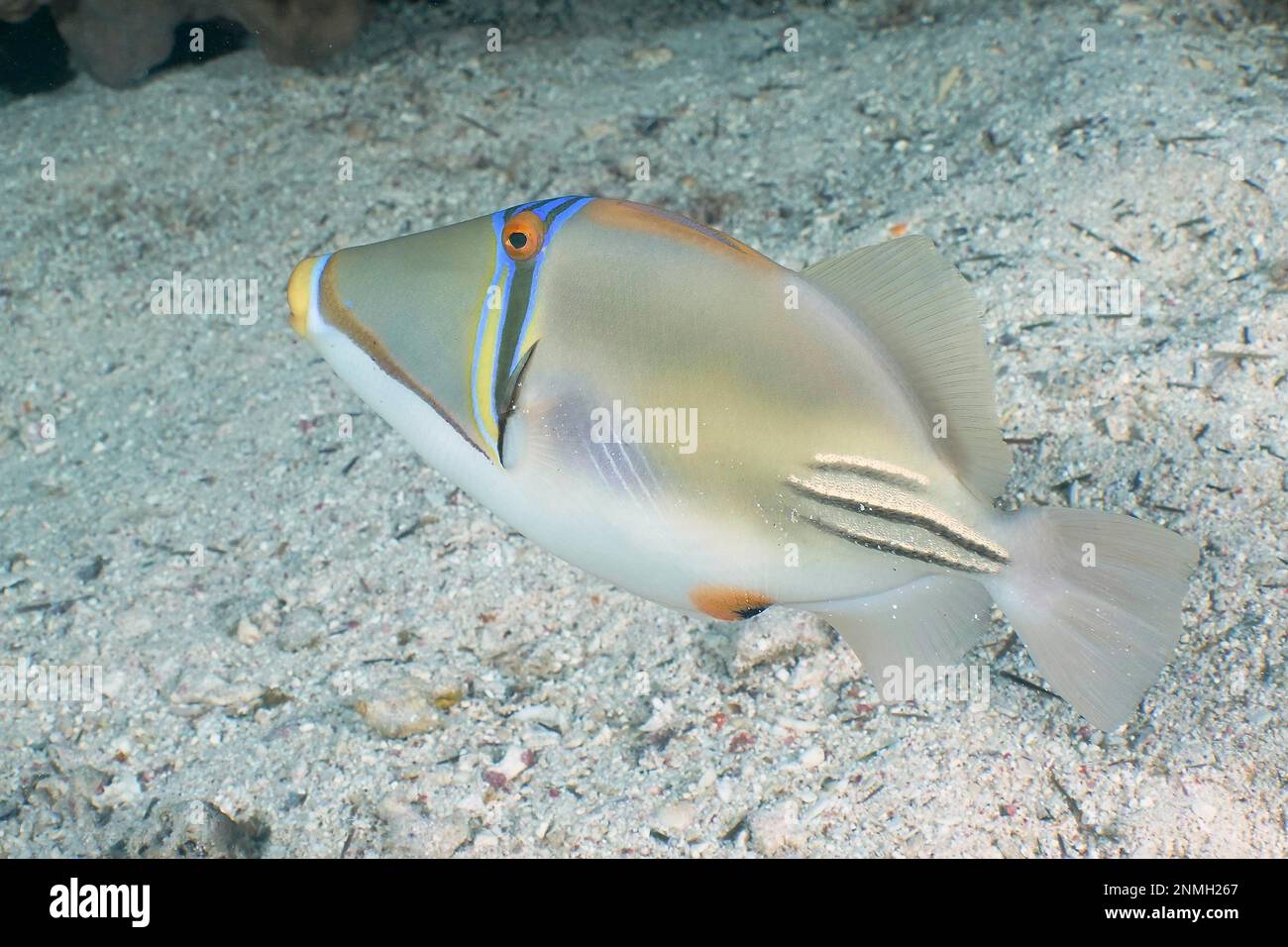 Arabian arabian picasso triggerfish (Rhinecanthus assasi), Dive Site ...