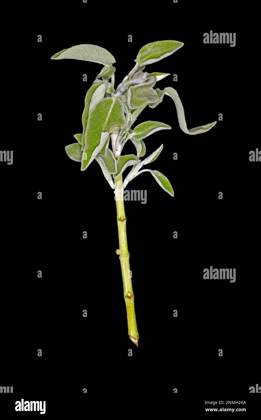 Common sage (Salvia officinalis), food photography with black ...